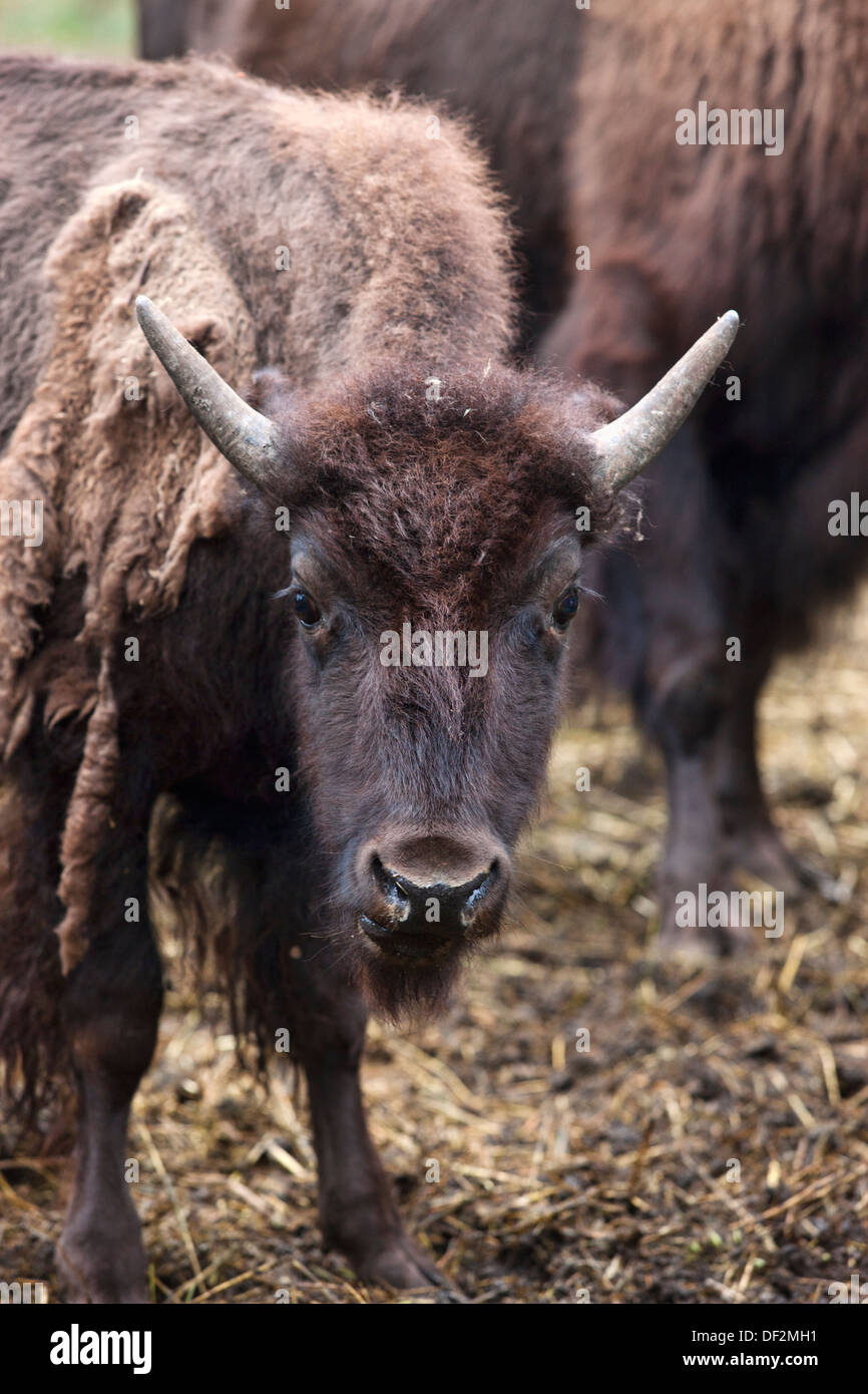 A close up of a young bison with small horns and shedding a coat Stock ...