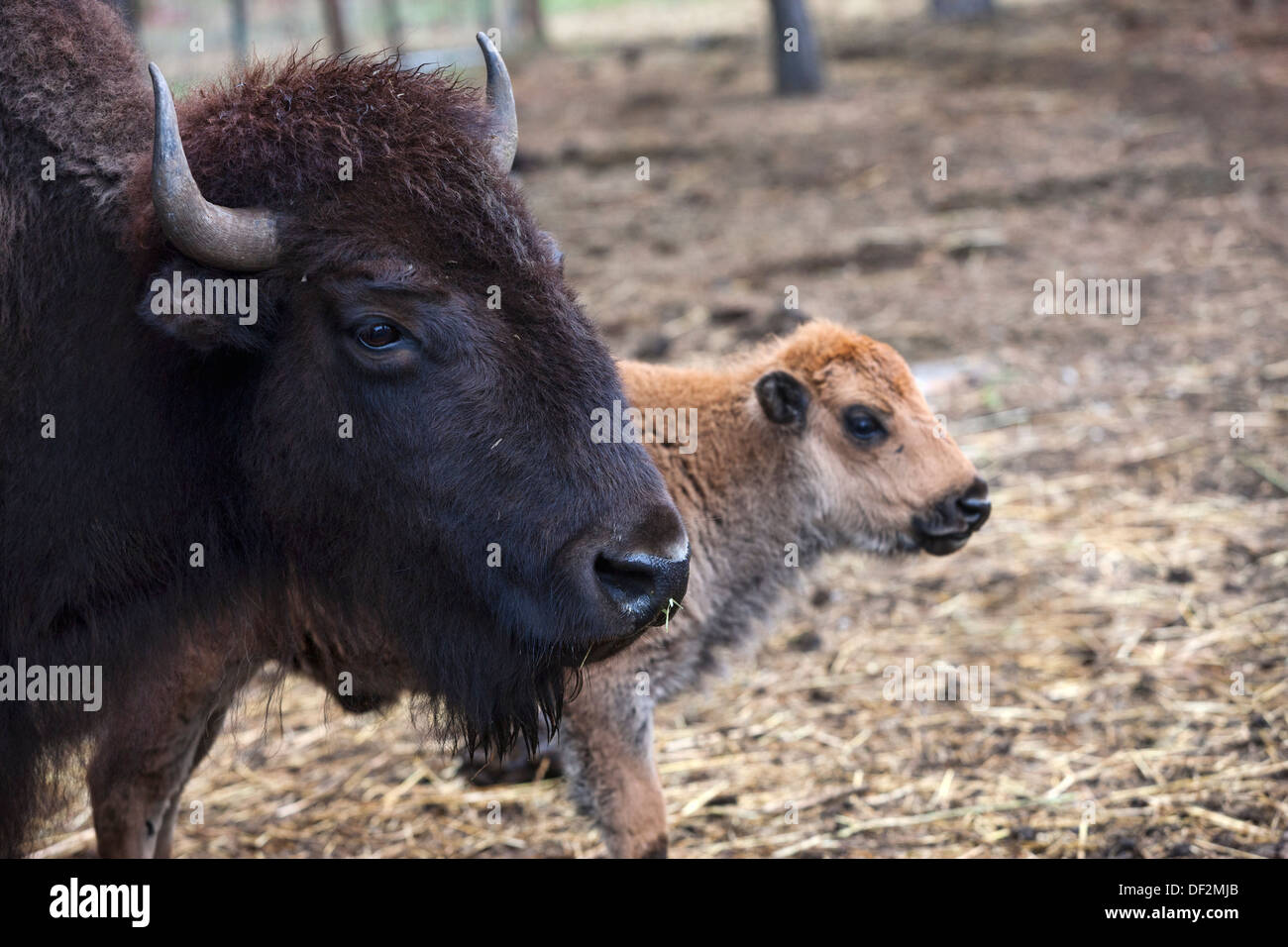A large Bison and a young bison calf Stock Photo - Alamy