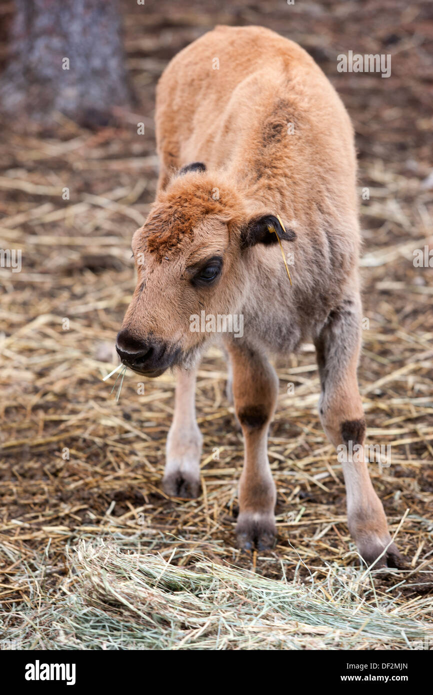 Baby Bison Bison High Resolution Stock Photography and Images - Alamy