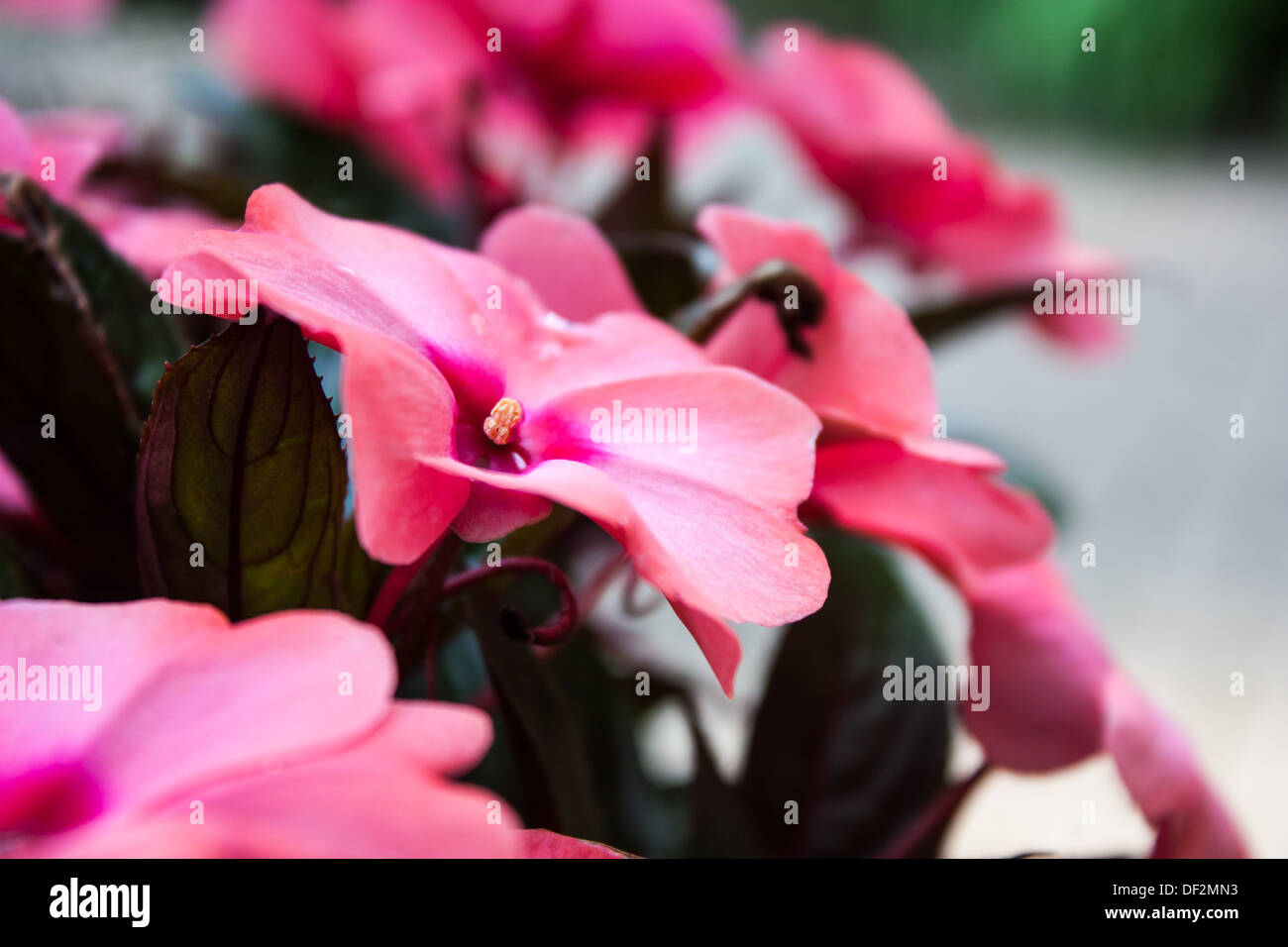 Bright Pink Sun Impatiens with selective focus. Commonly referred to as ...