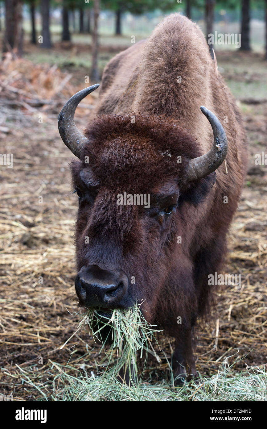 Eating Bison High Resolution Stock Photography and Images - Alamy