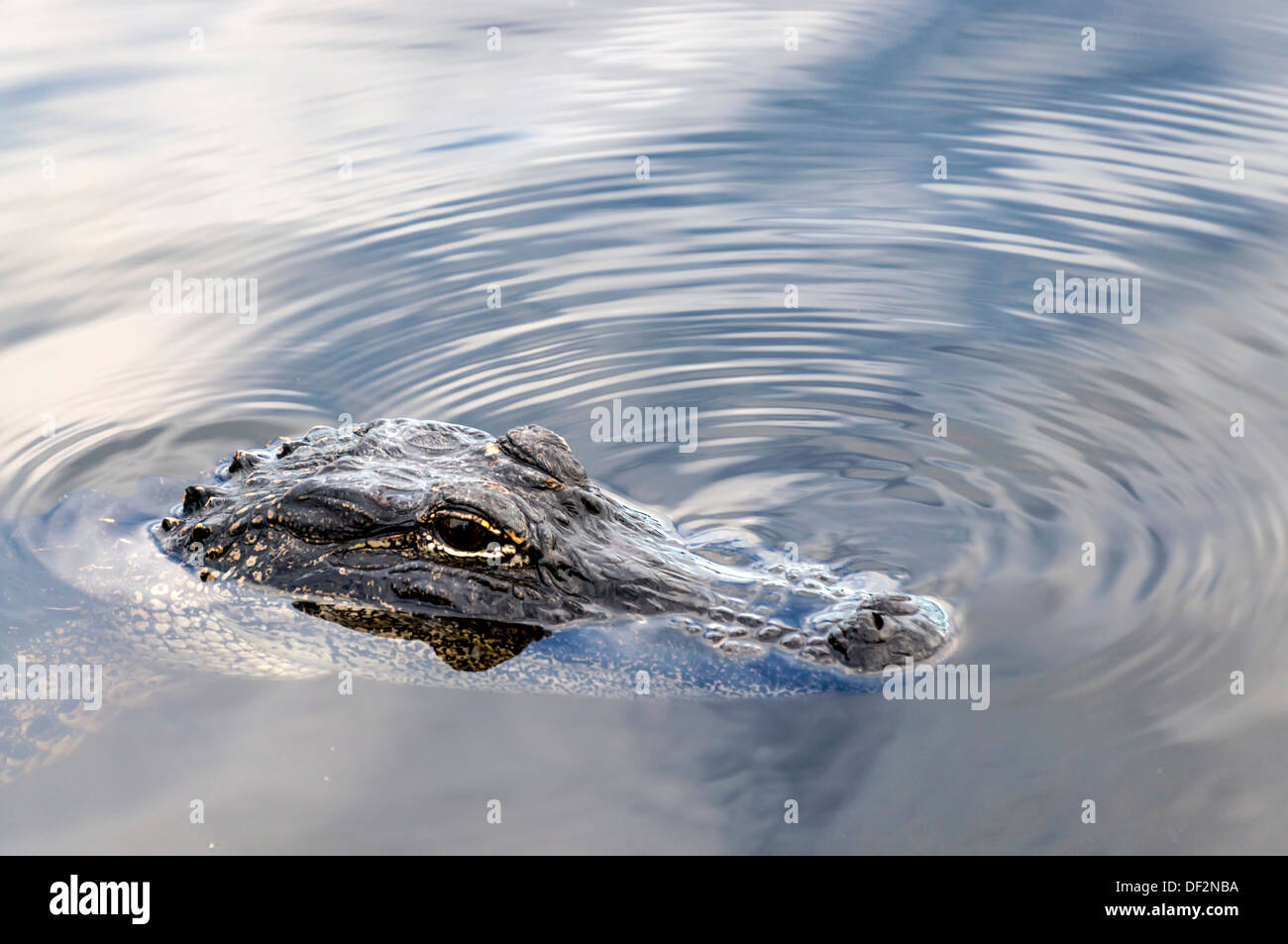 Small American alligator (Alligator mississippiensis), also known as ...