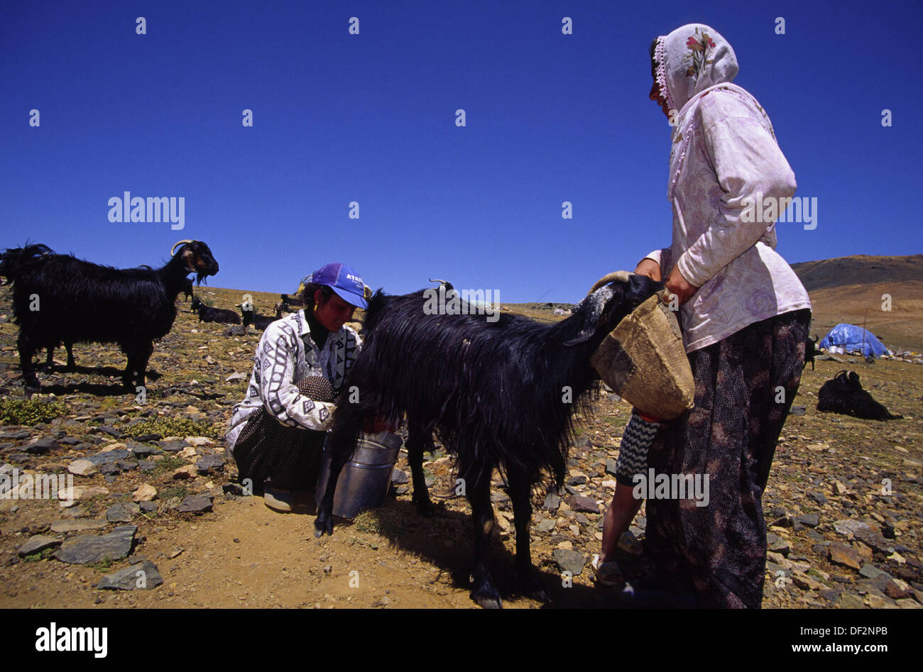 Turkey Indigenous People High Resolution Stock Photography and Images ...