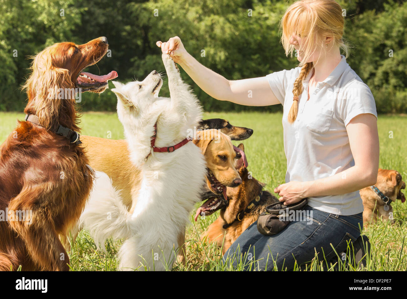 Dog trainer trains pomeranian to sit up and beg Stock Photo - Alamy