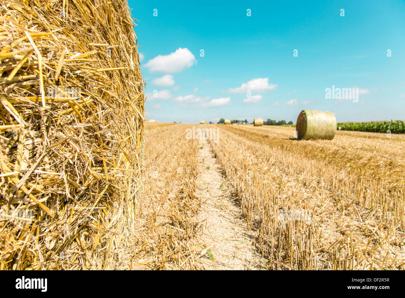 Golden hay field hi-res stock photography and images - Alamy