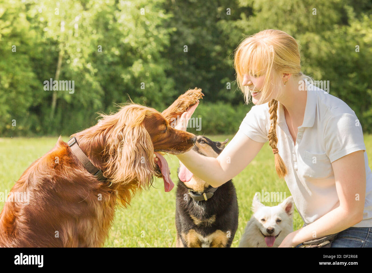 Dog trainer trains irish setter to give high five Stock Photo - Alamy