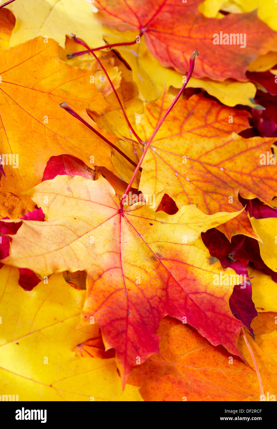 Multi coloured leaf hi-res stock photography and images - Alamy