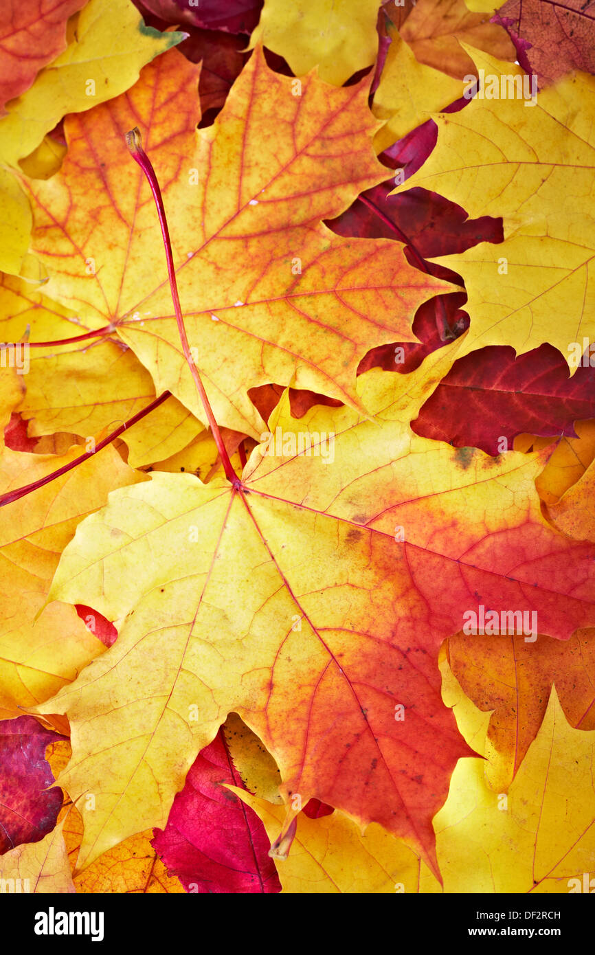 Multi coloured leaf hi-res stock photography and images - Alamy