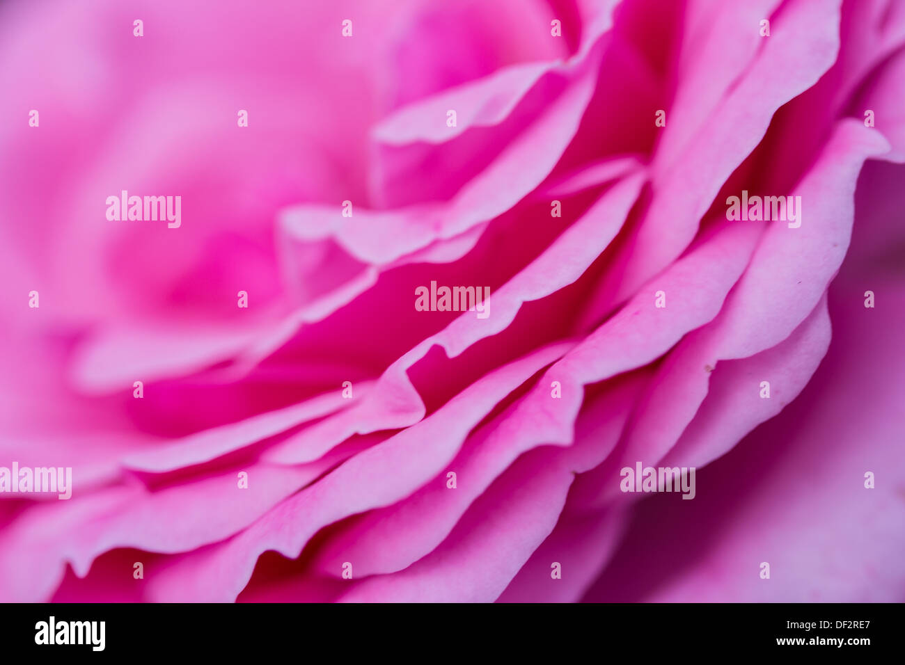 Rose macro hi-res stock photography and images - Alamy