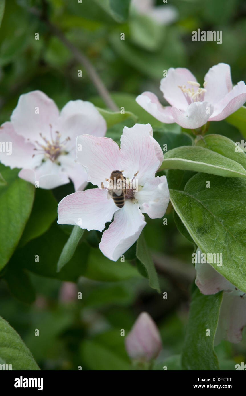 Bees pollinating apple blossom at a cottage in rural New South Wales ...