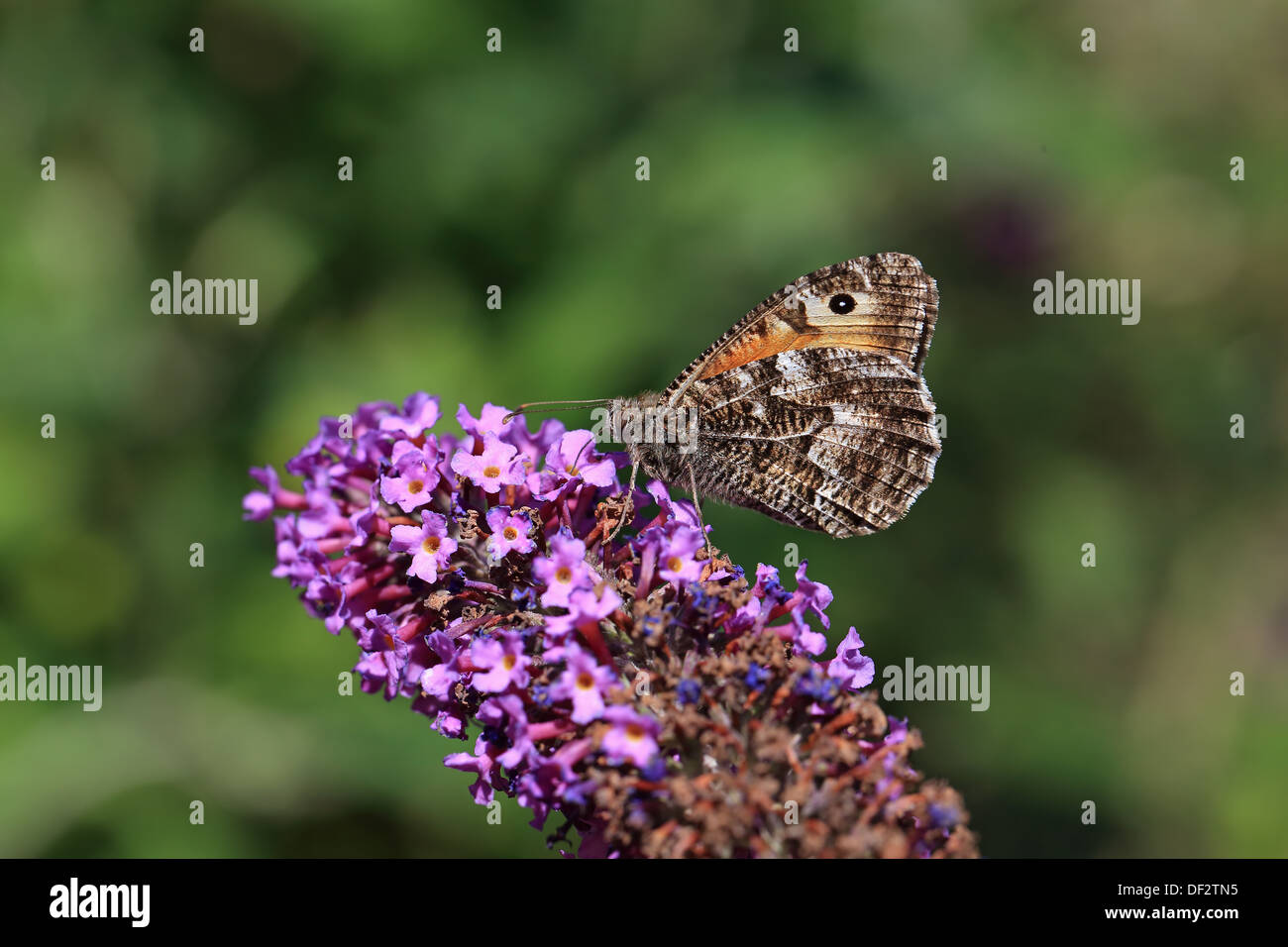 Grayling (Hipparchia semele Stock Photo - Alamy
