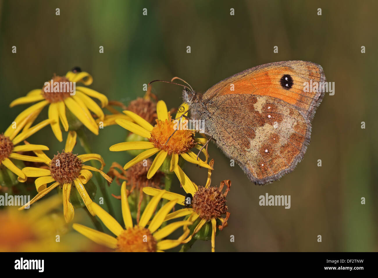 Tithonus hi-res stock photography and images - Alamy