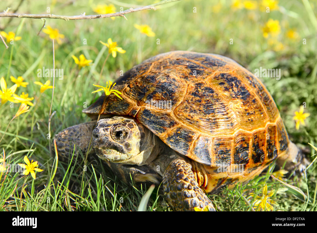 turtle in grass Stock Photo - Alamy