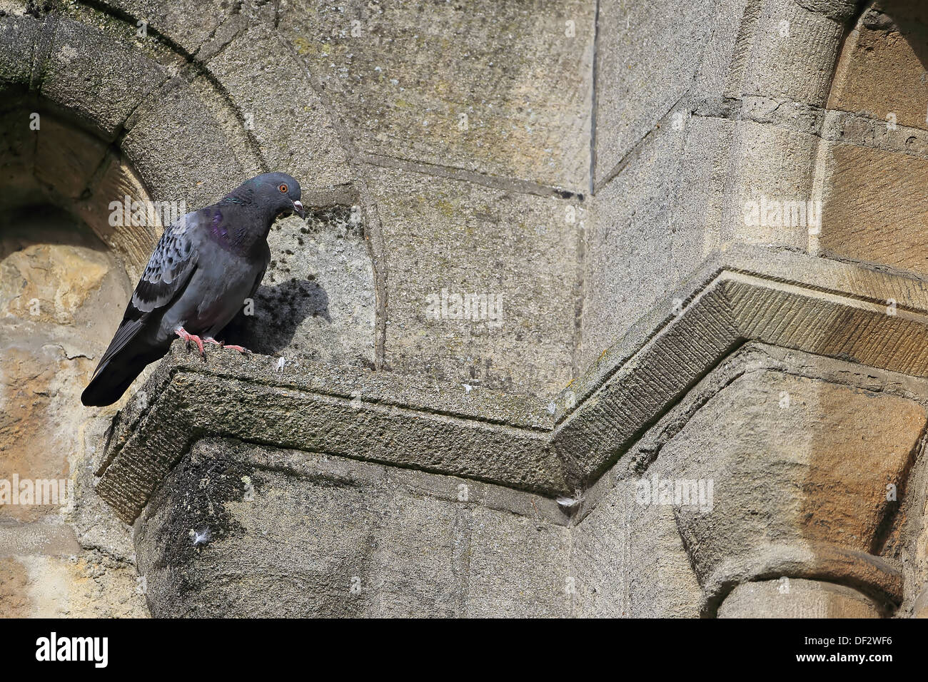 Feral Pigeon or Rock Dove (Columba livia Stock Photo - Alamy