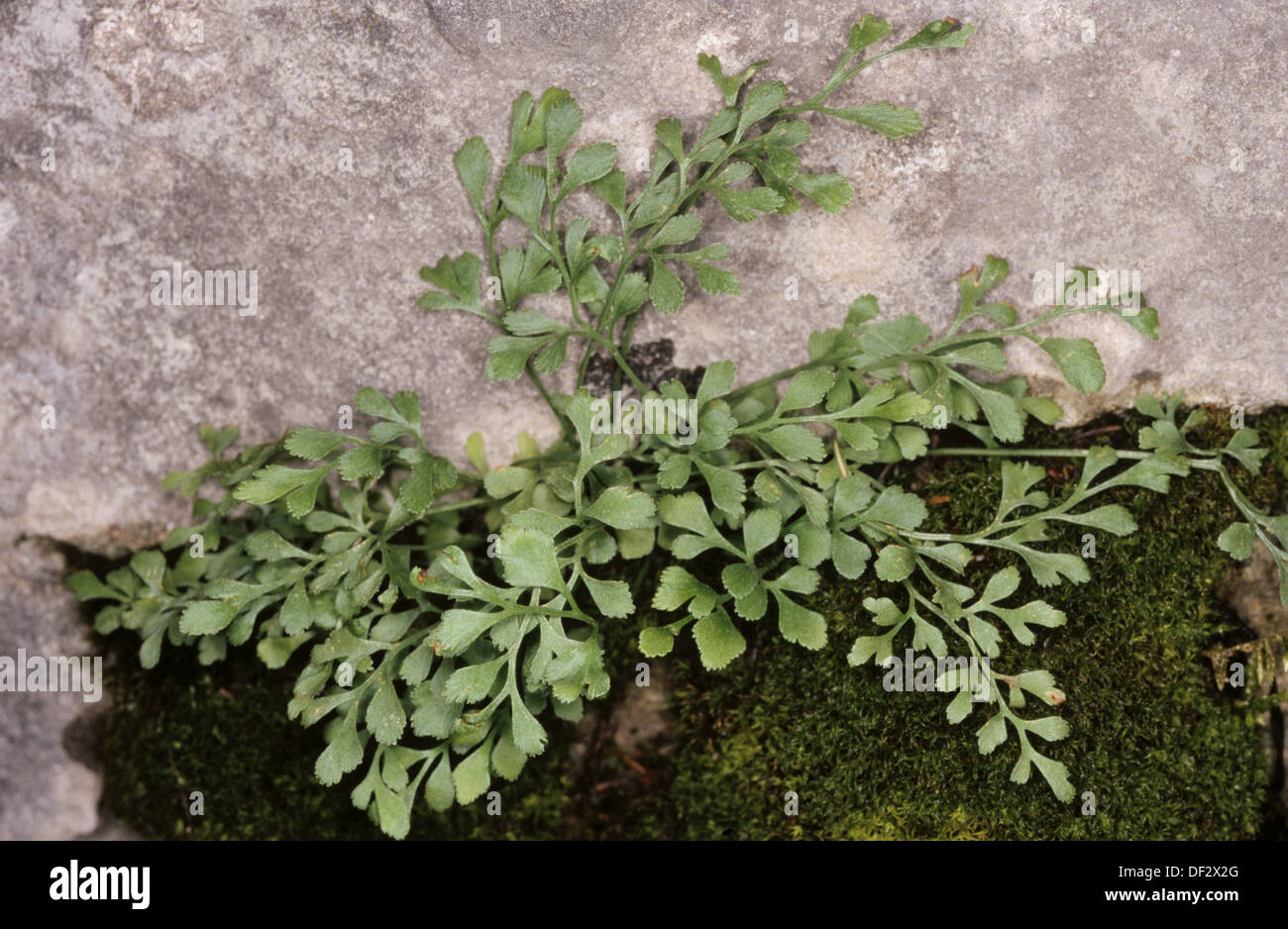 Ruta muraria hi-res stock photography and images - Alamy