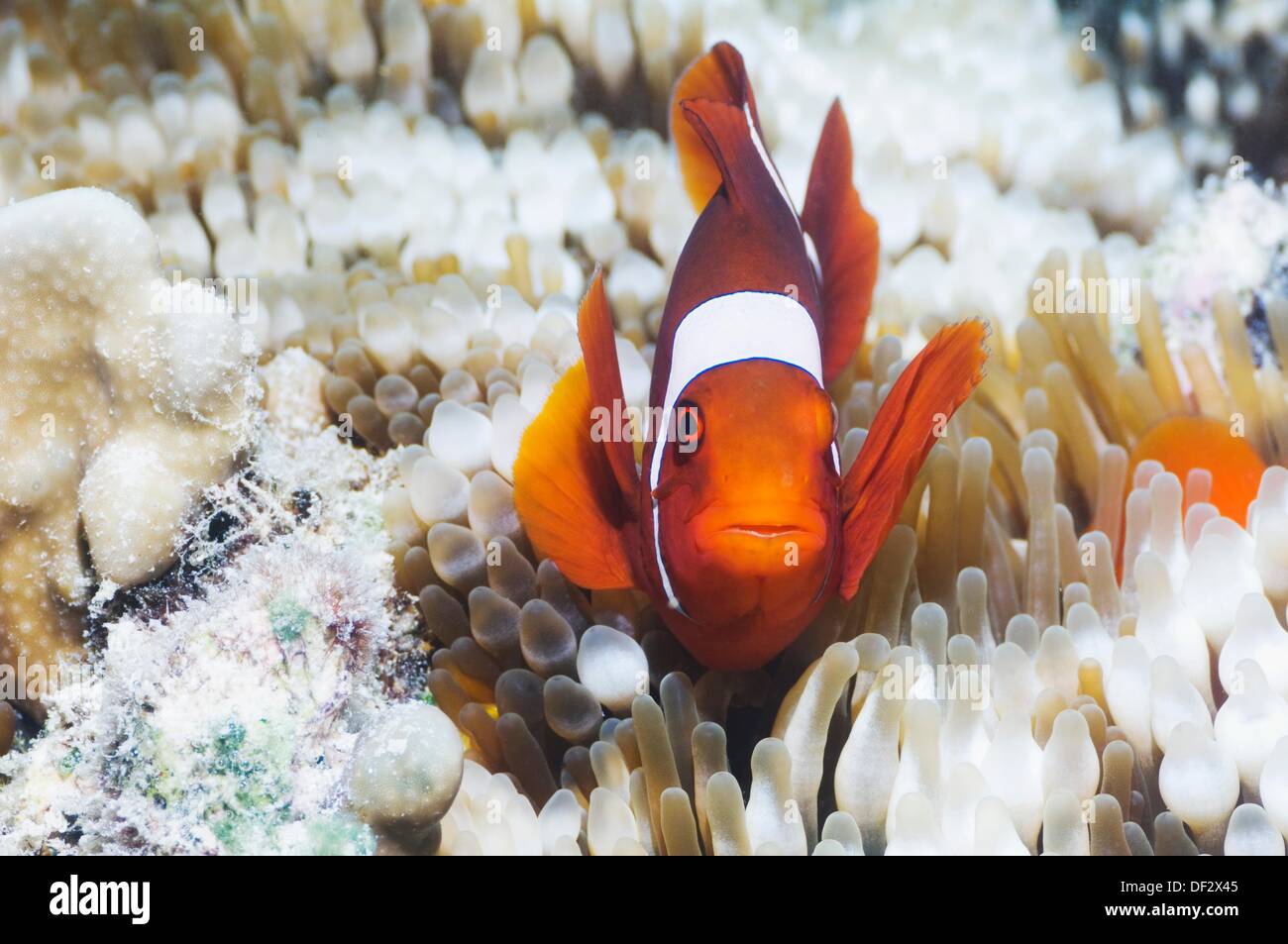 Amphiprion Biaculeatus High Resolution Stock Photography and Images - Alamy