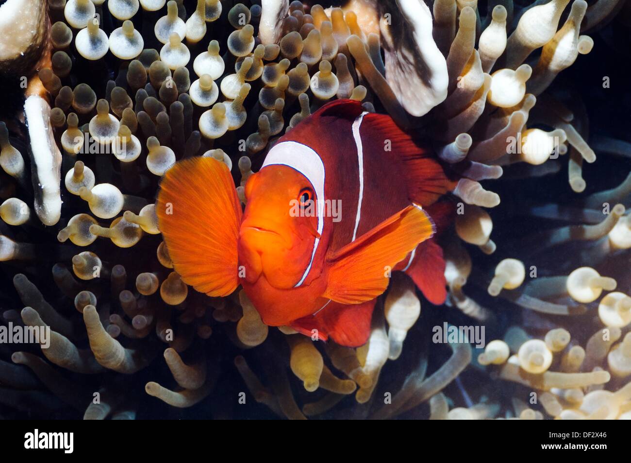 Amphiprion Biaculeatus High Resolution Stock Photography and Images - Alamy