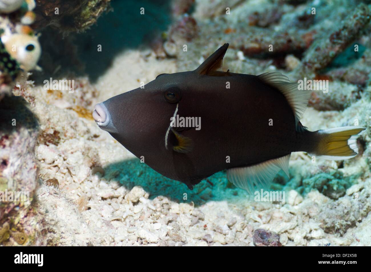 Halfmoon triggerfish hi-res stock photography and images - Alamy