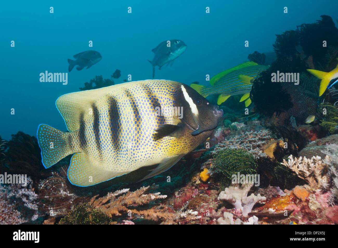 6 banded hi-res stock photography and images - Alamy