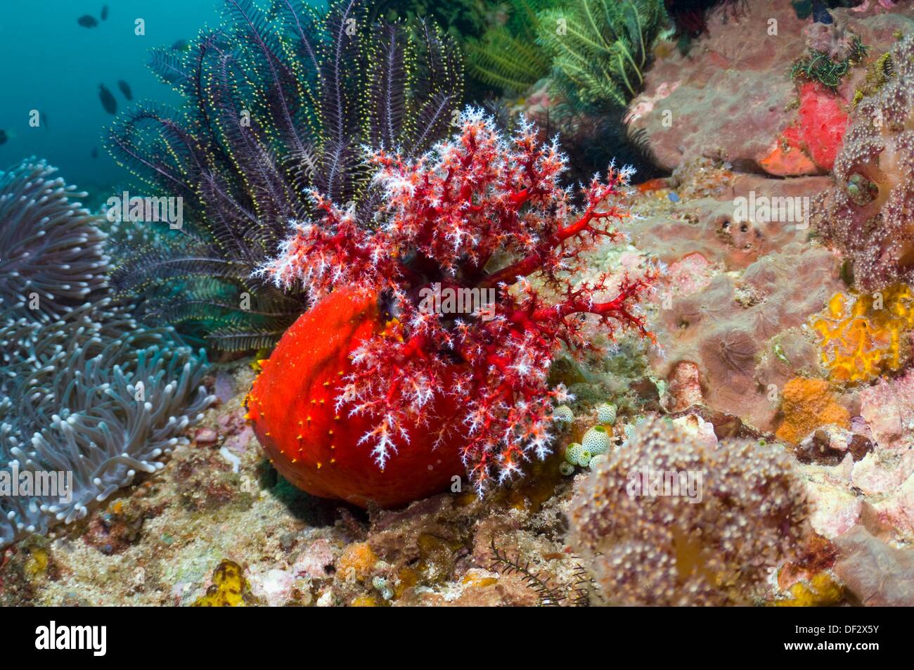 Tentacle crown hi-res stock photography and images - Alamy