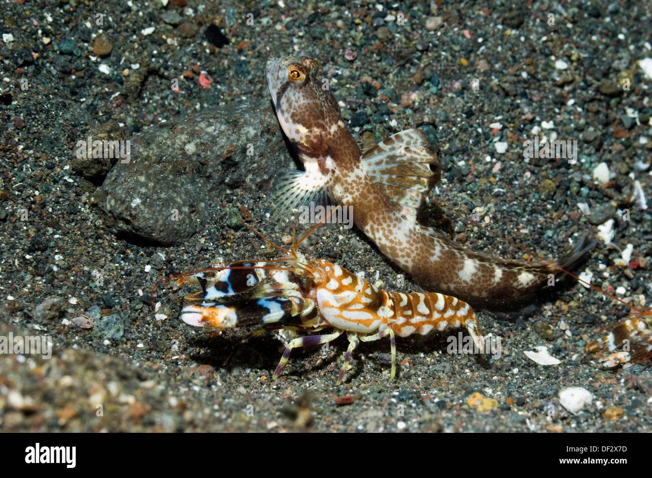 Blind shrimp goby hi-res stock photography and images - Alamy