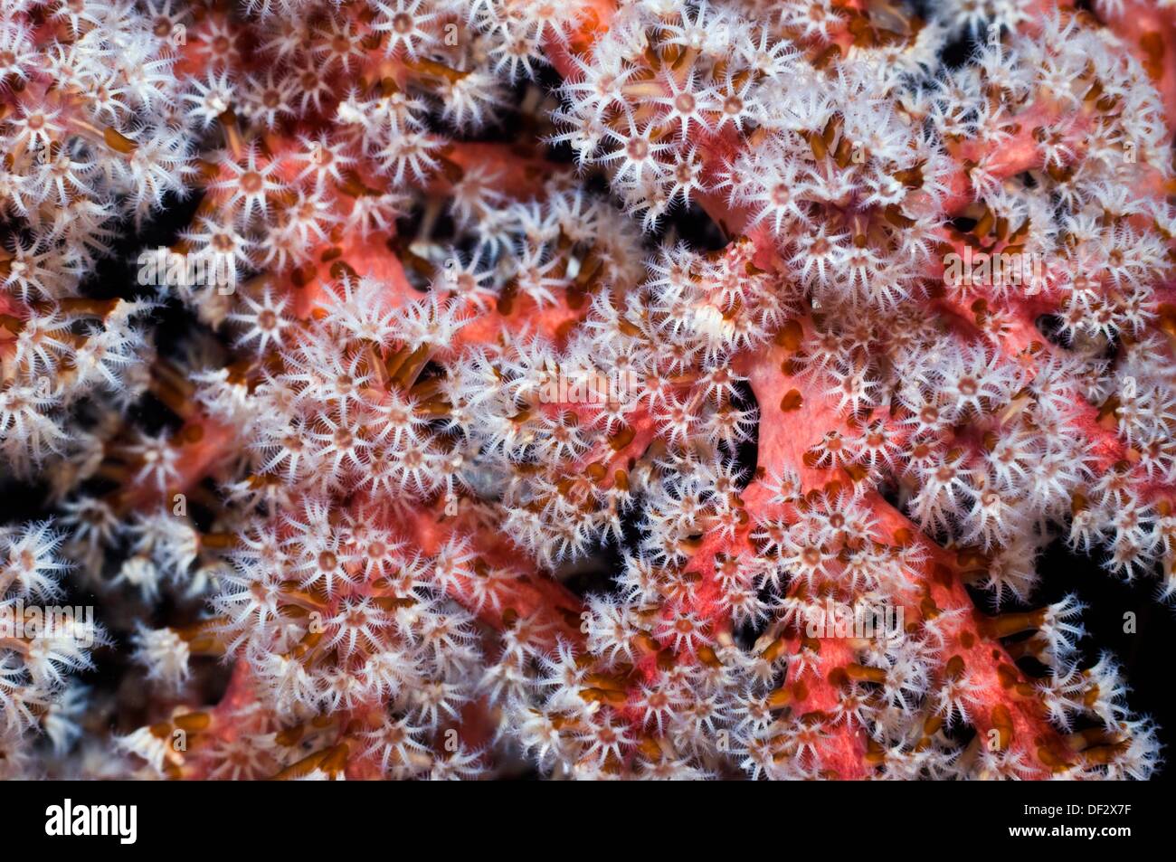 Waminoa flatworm waminoa flatworms hi-res stock photography and images ...