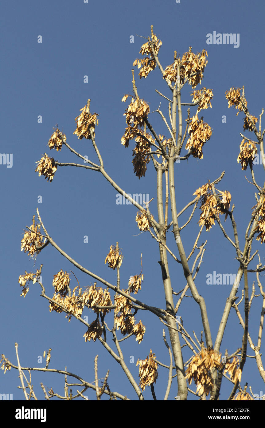 Weeping ash tree fraxinus excelsior hi-res stock photography and images ...