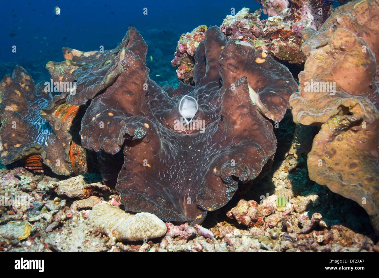 Largest of the giant clam hi-res stock photography and images - Alamy