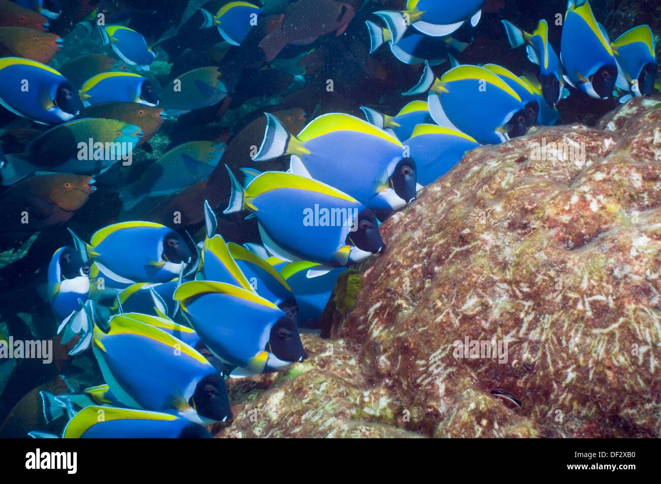 Surgeonfish grazing hi-res stock photography and images - Alamy