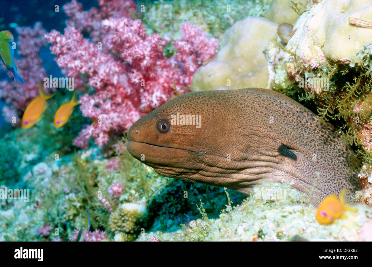 Javanicus hi-res stock photography and images - Alamy