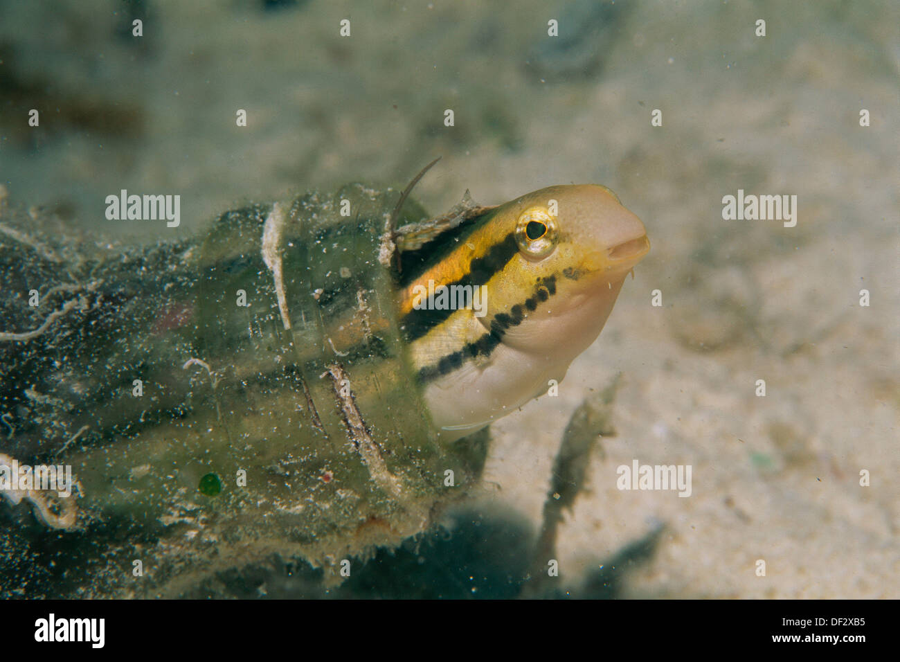 Poison fish hi-res stock photography and images - Alamy