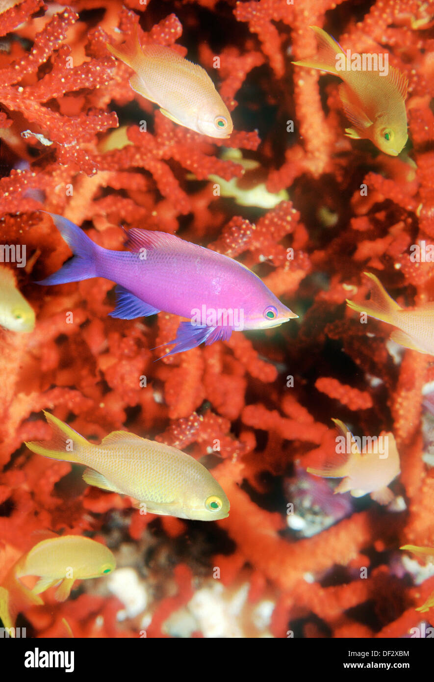 Tuka hi-res stock photography and images - Alamy