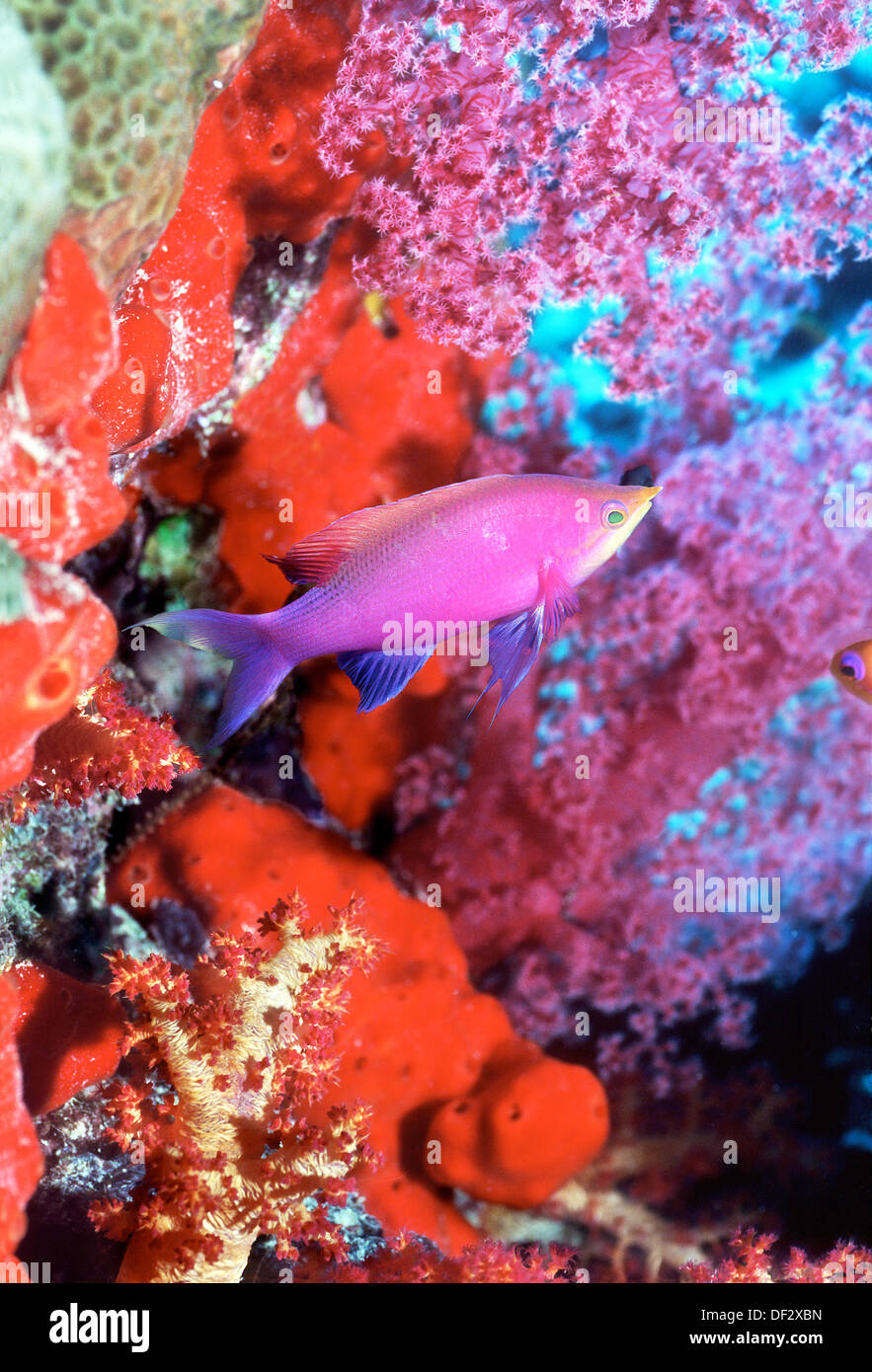 Tuka Stock Photos & Tuka Stock Images - Alamy