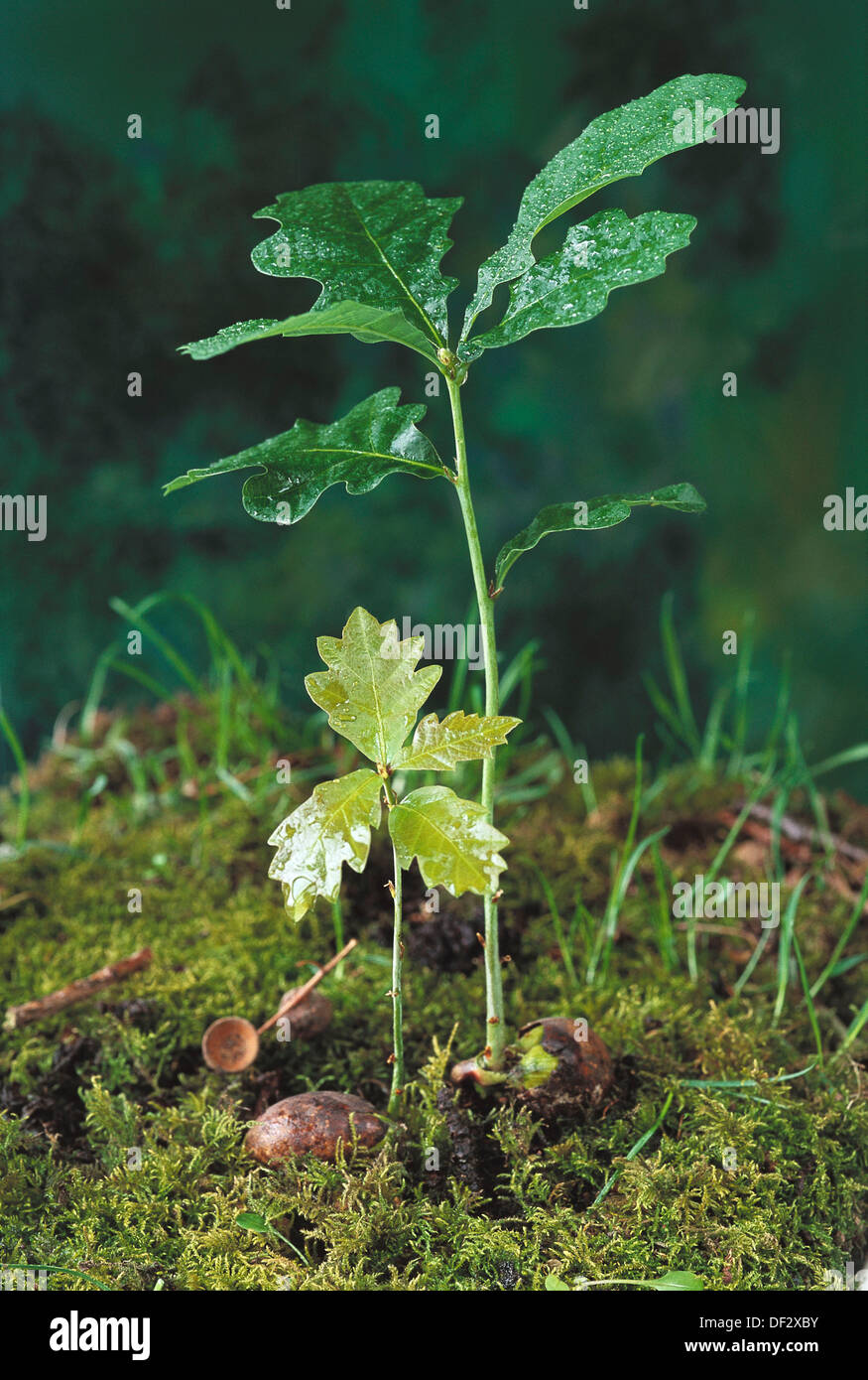 Oak Seedling High Resolution Stock Photography and Images - Alamy