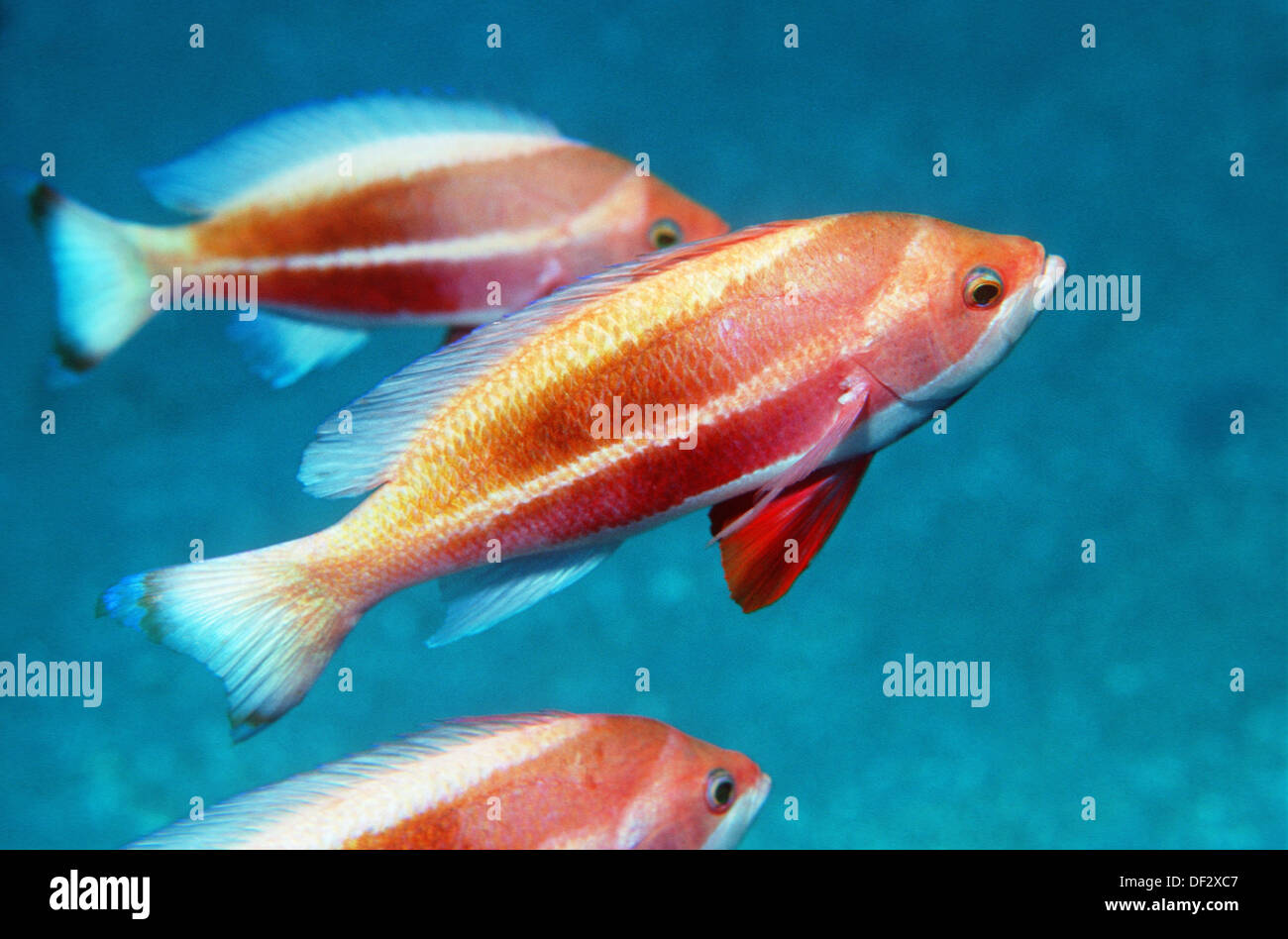 Anthias taeniatus hi-res stock photography and images - Alamy