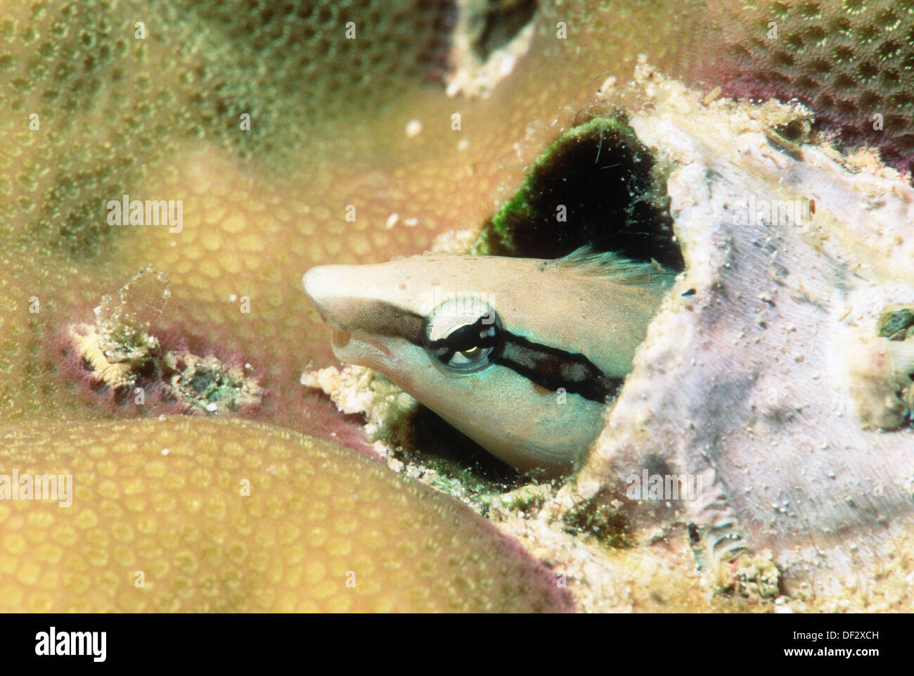 Taeniatus hi-res stock photography and images - Alamy