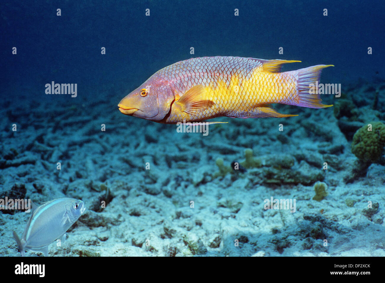 Spanish hogfish caribbean hi-res stock photography and images - Alamy