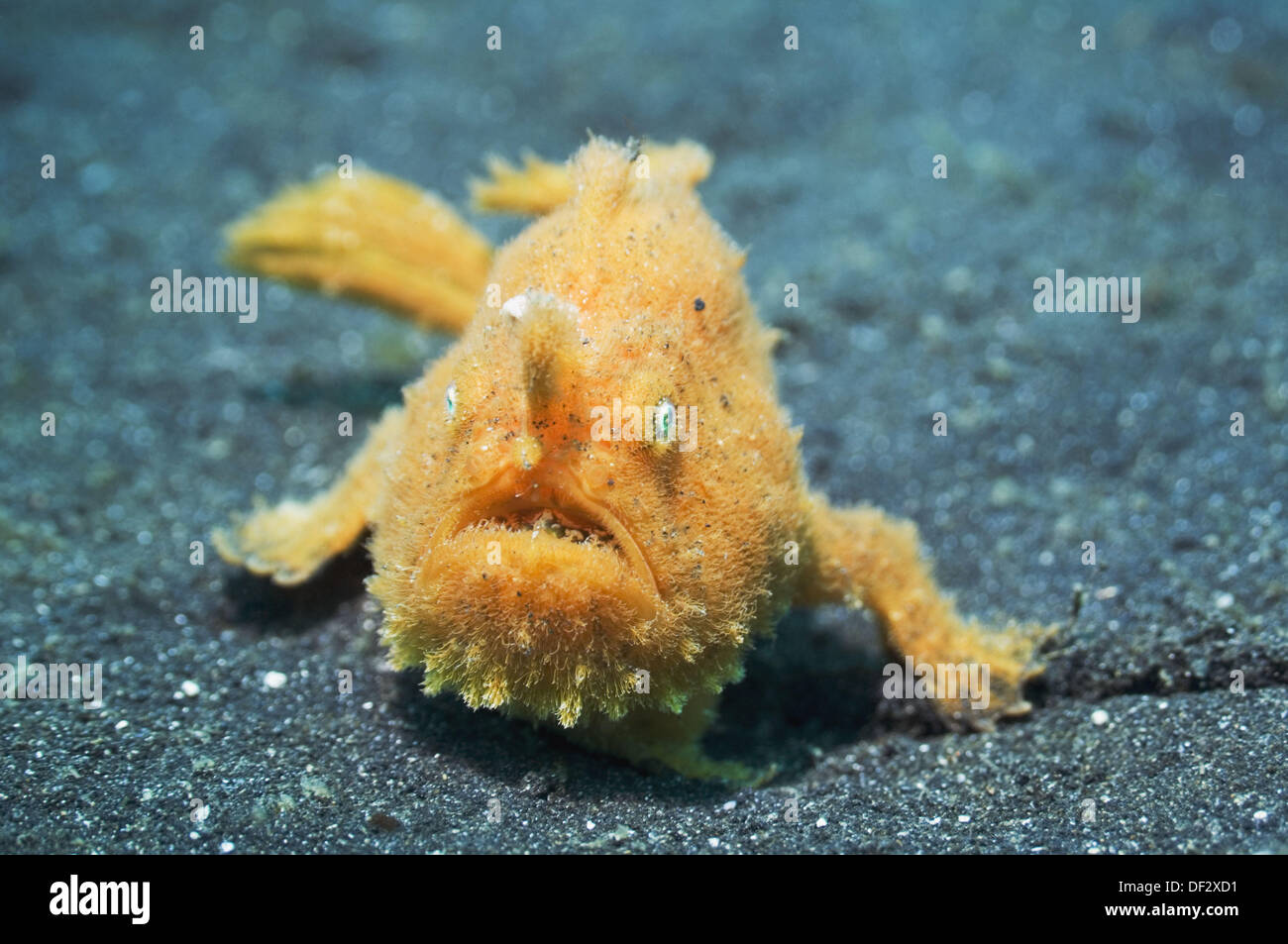 Hispidus hi-res stock photography and images - Alamy