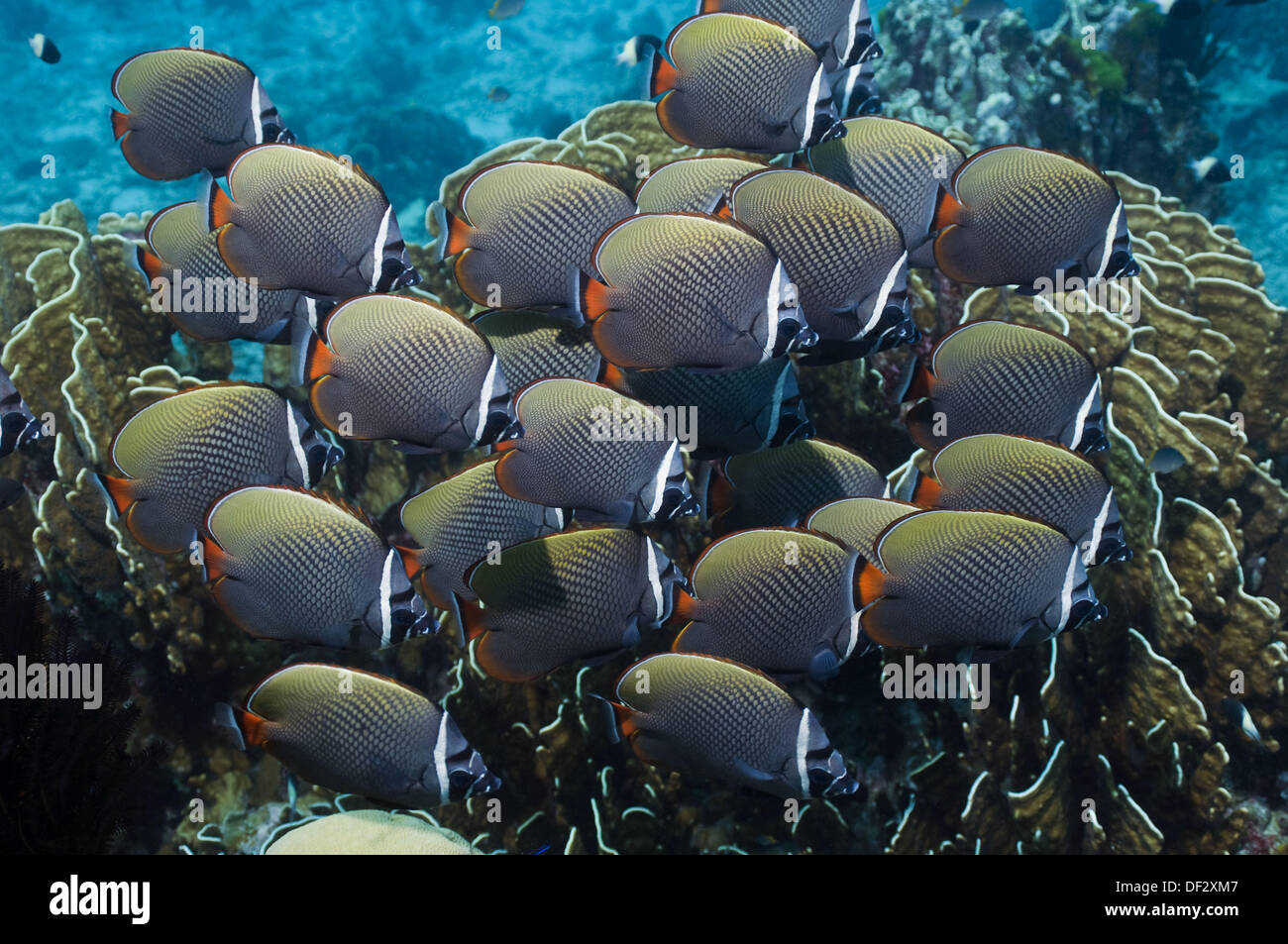 Chaetodon collare coral reef fish hi-res stock photography and images ...