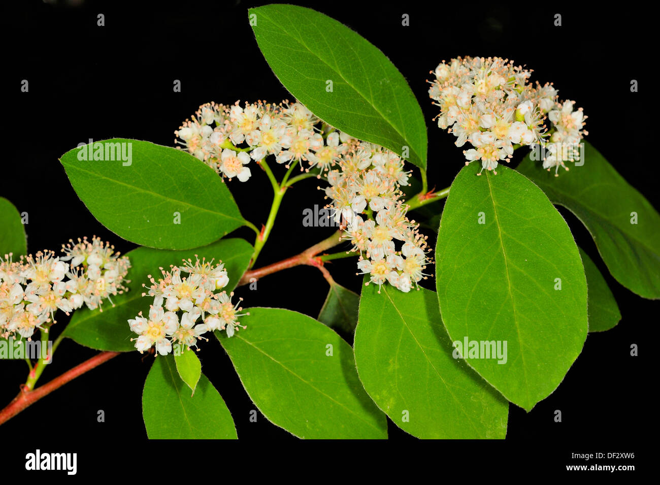 Cotoneaster acutifolius hi-res stock photography and images - Alamy