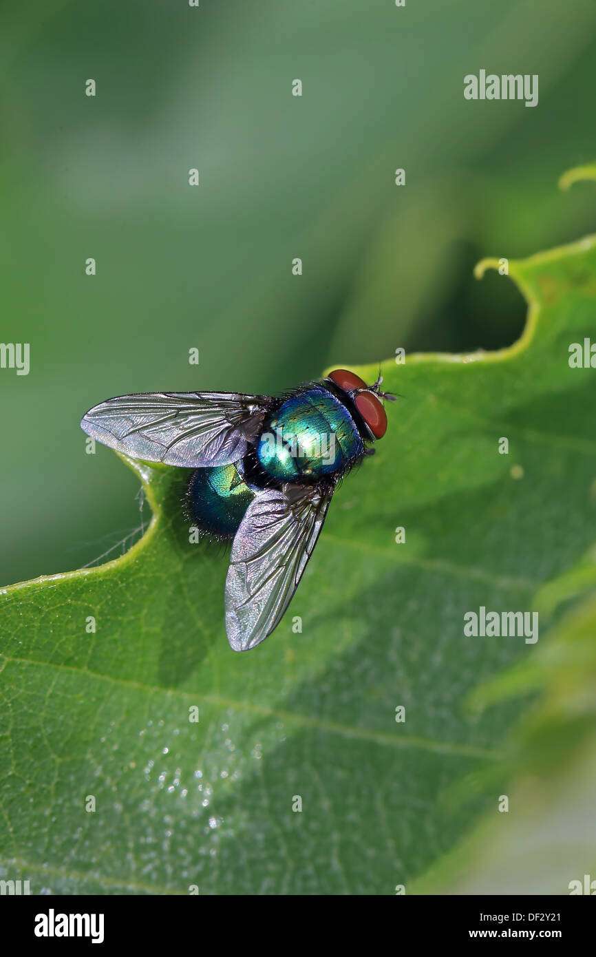 Fly species hi-res stock photography and images - Alamy
