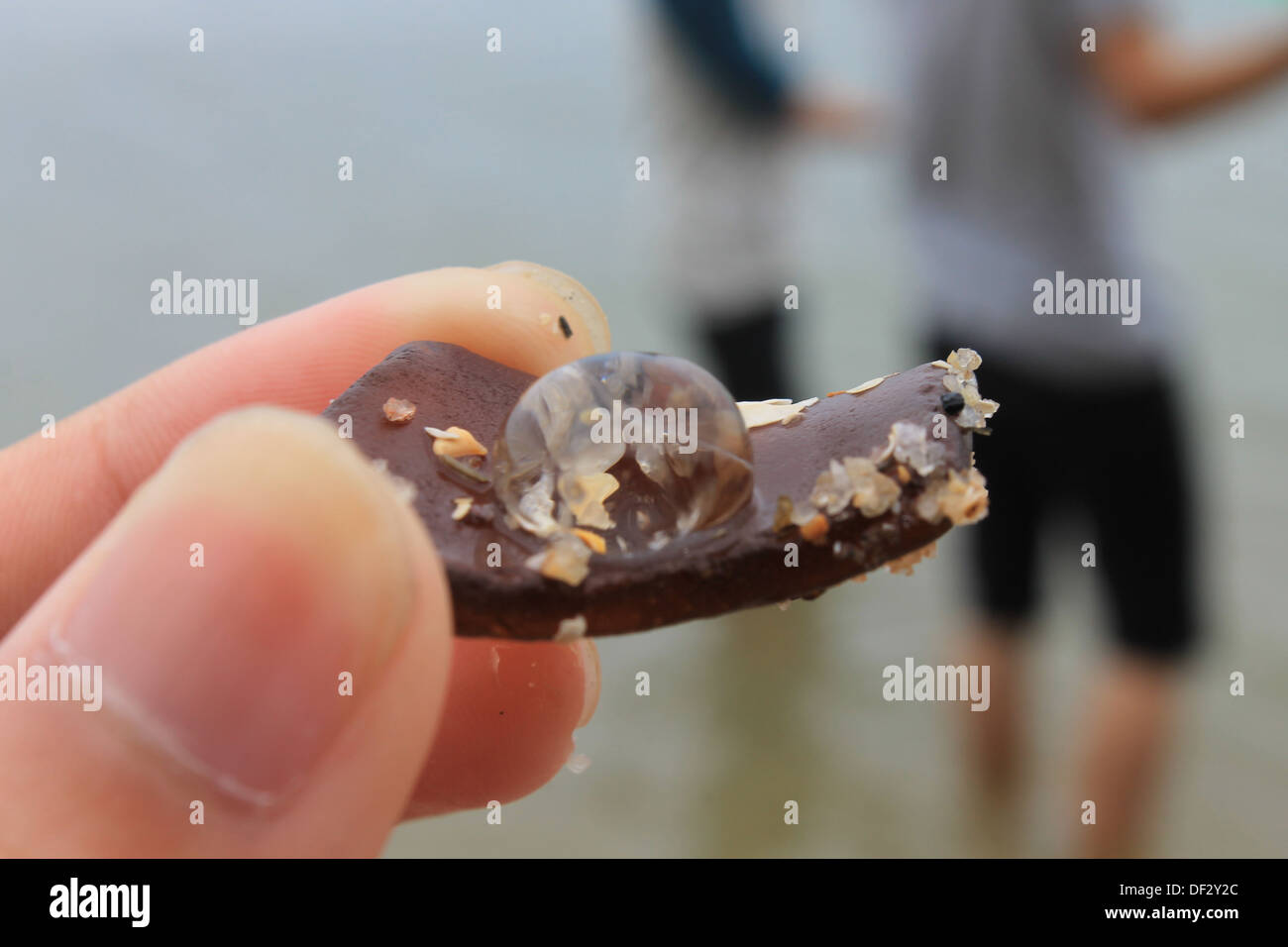 Sea Gooseberry- Marine Life Stock Photo - Alamy