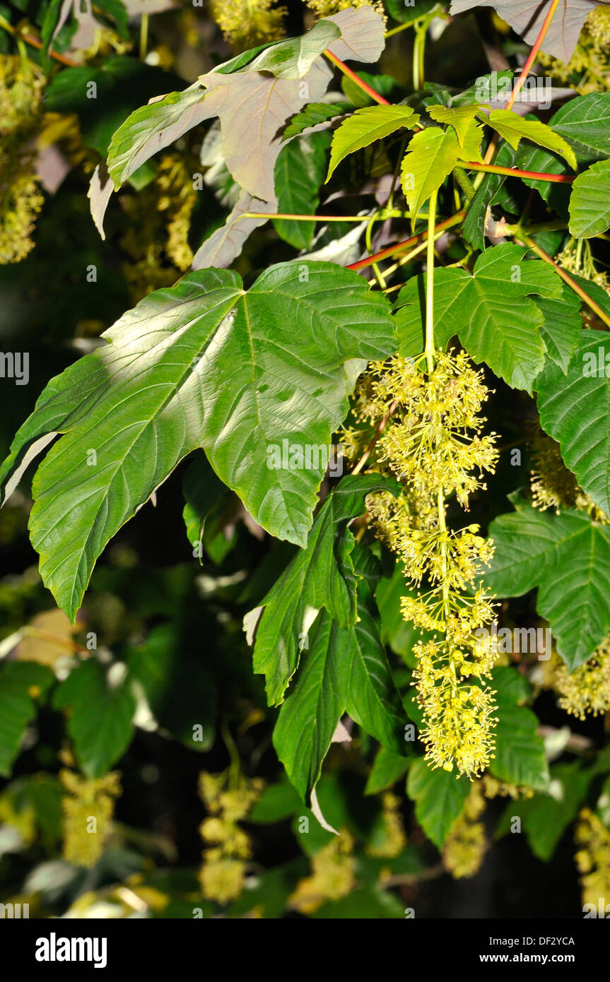 Sycamore maples acer pseudoplatanus hi-res stock photography and images ...