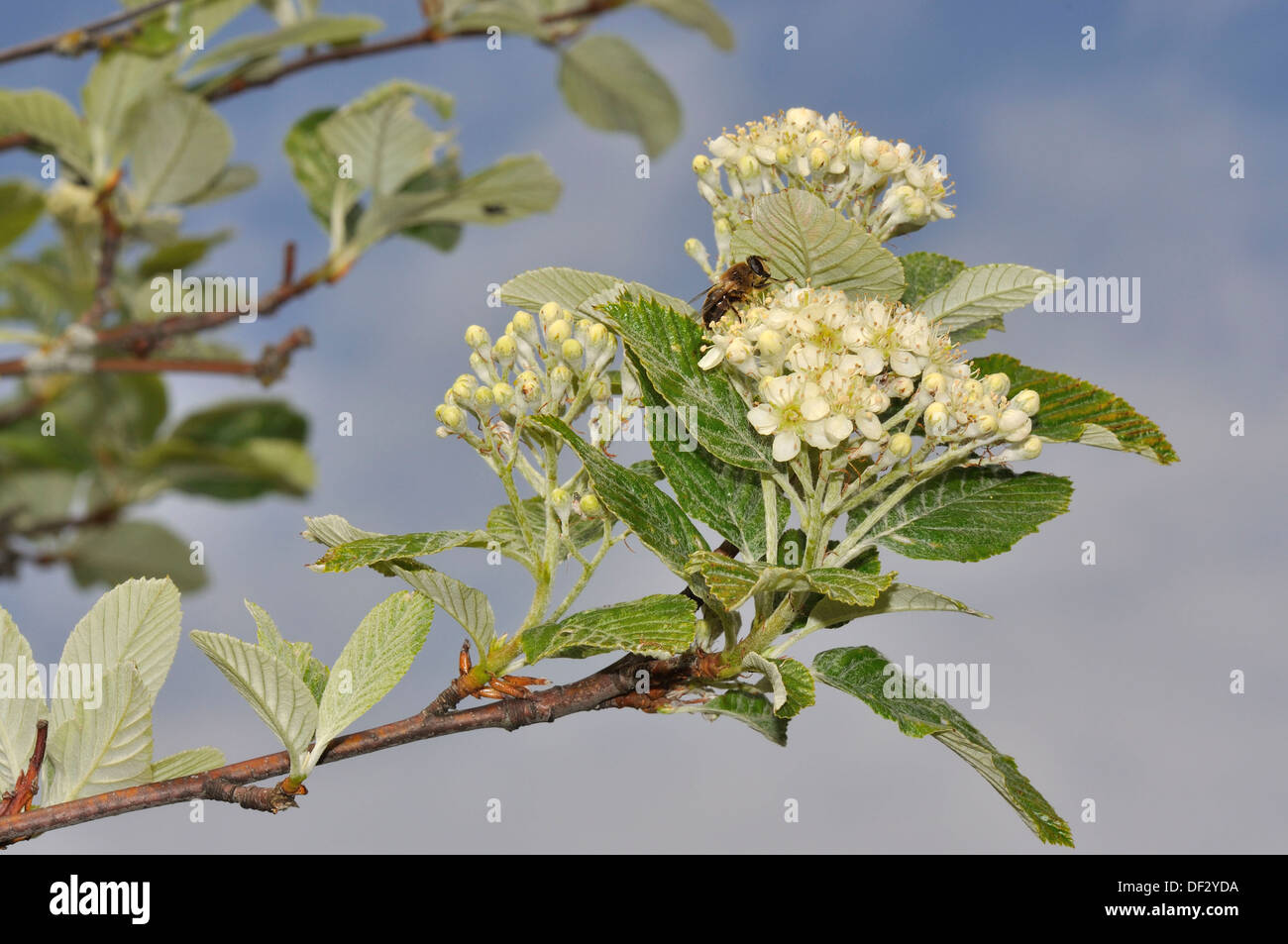 Serbal High Resolution Stock Photography and Images - Alamy