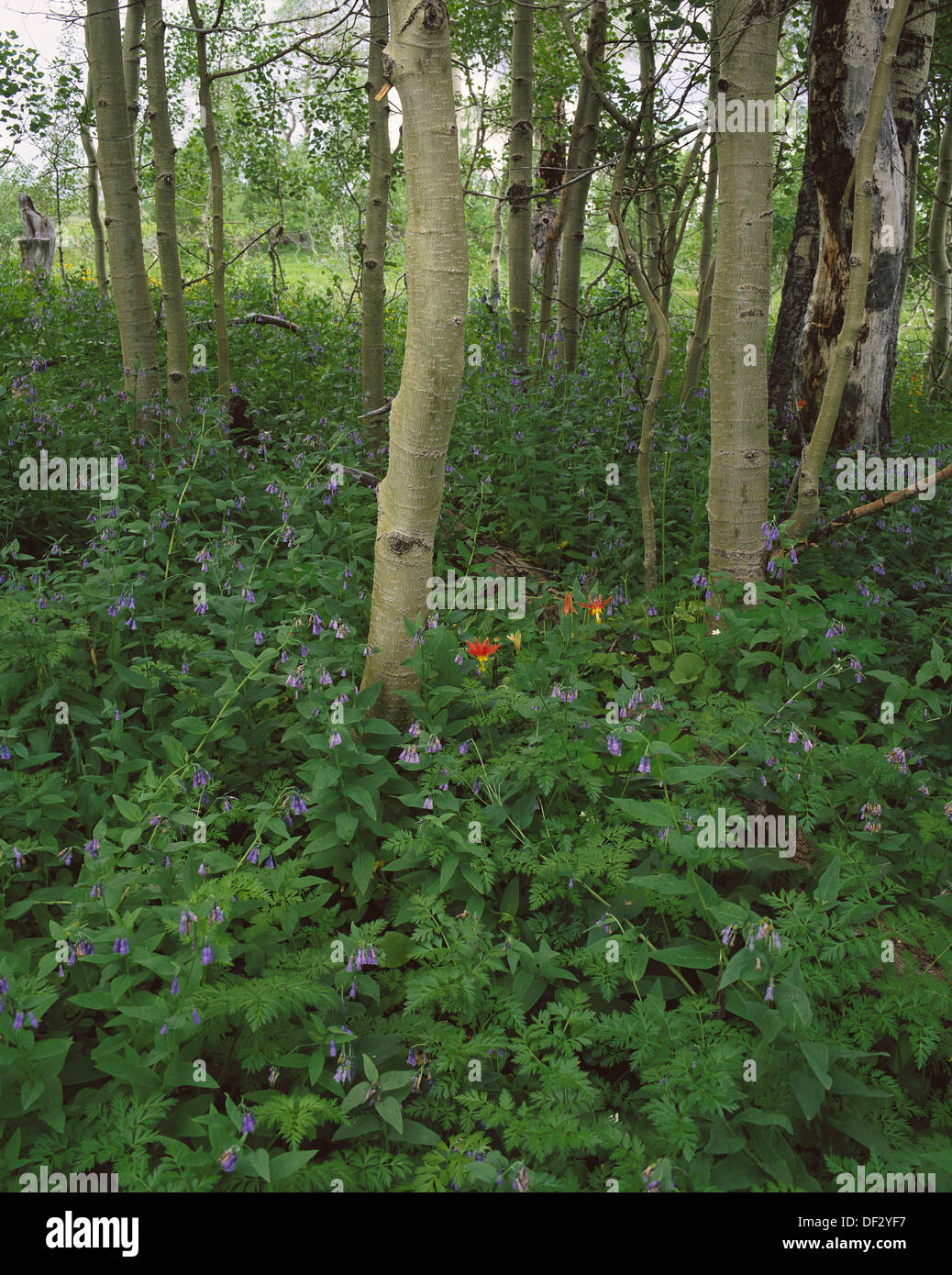 Wildflowers in aspen grove mountains hi-res stock photography and ...