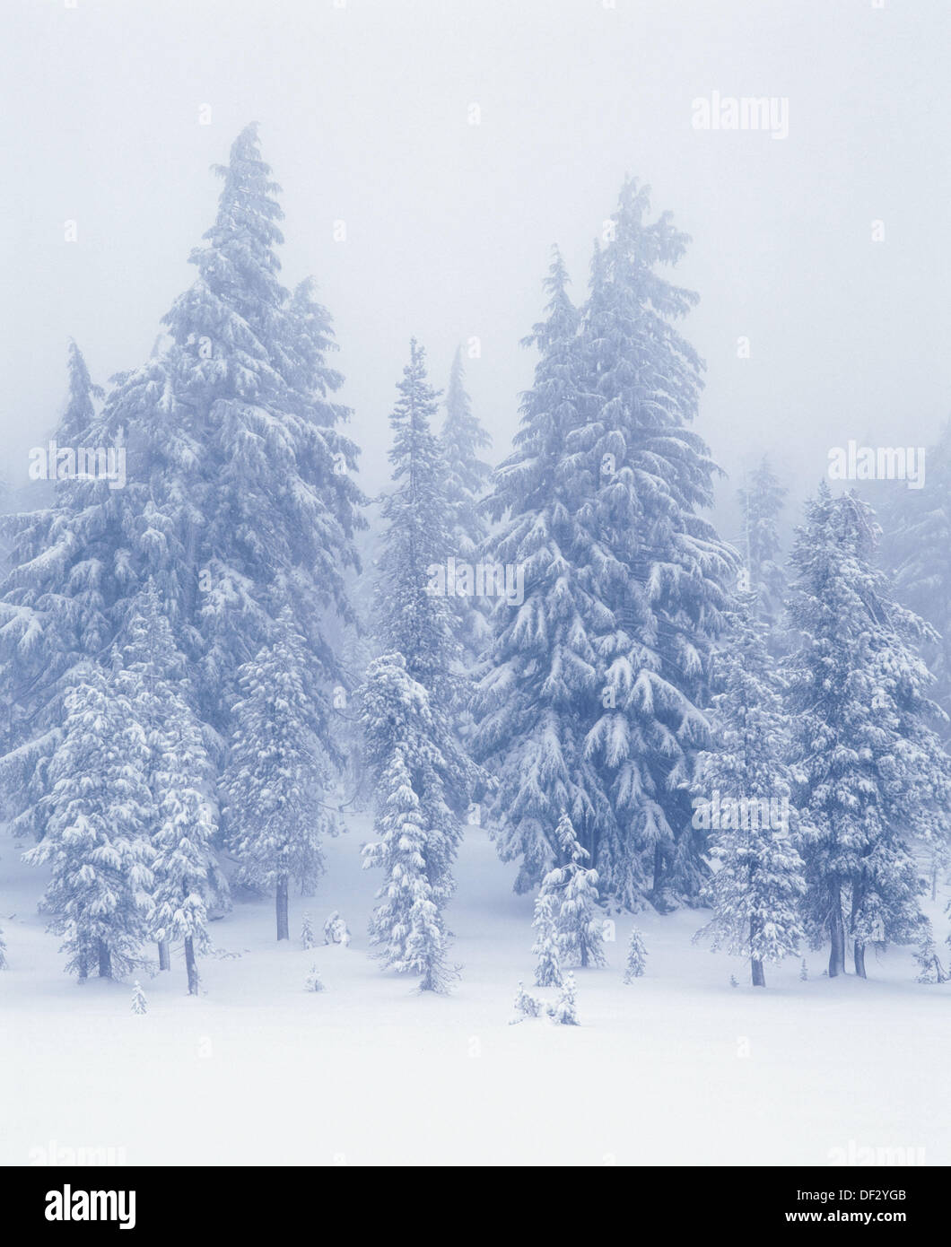 Snow covered hemlock tree hi-res stock photography and images - Alamy