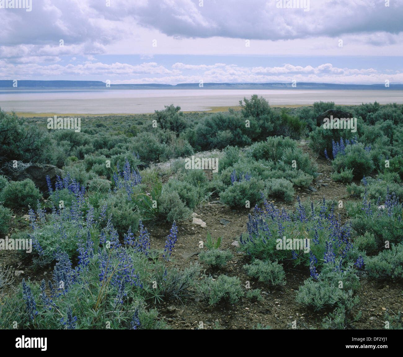 Landscape sagebrush artemisa tridentata hi-res stock photography and ...