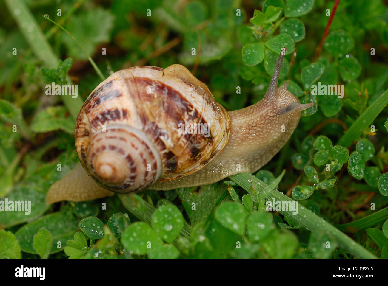 Caracol And People High Resolution Stock Photography and Images - Alamy