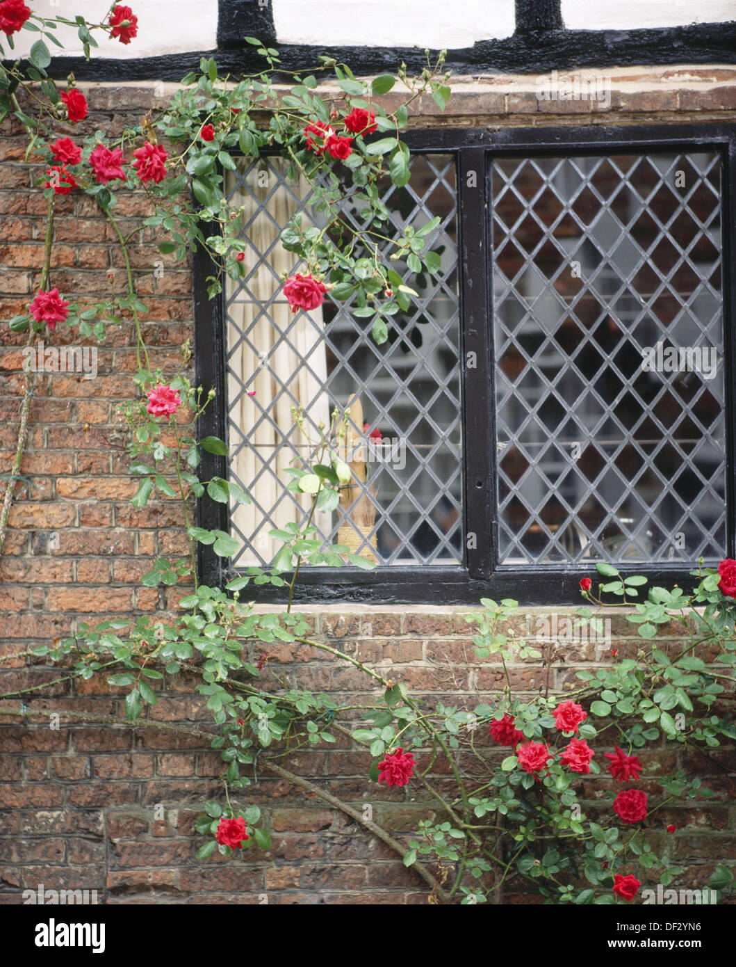 Red climbing roses hi-res stock photography and images - Alamy