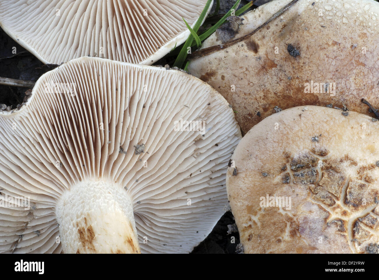 Hebeloma sinapizans hi-res stock photography and images - Alamy